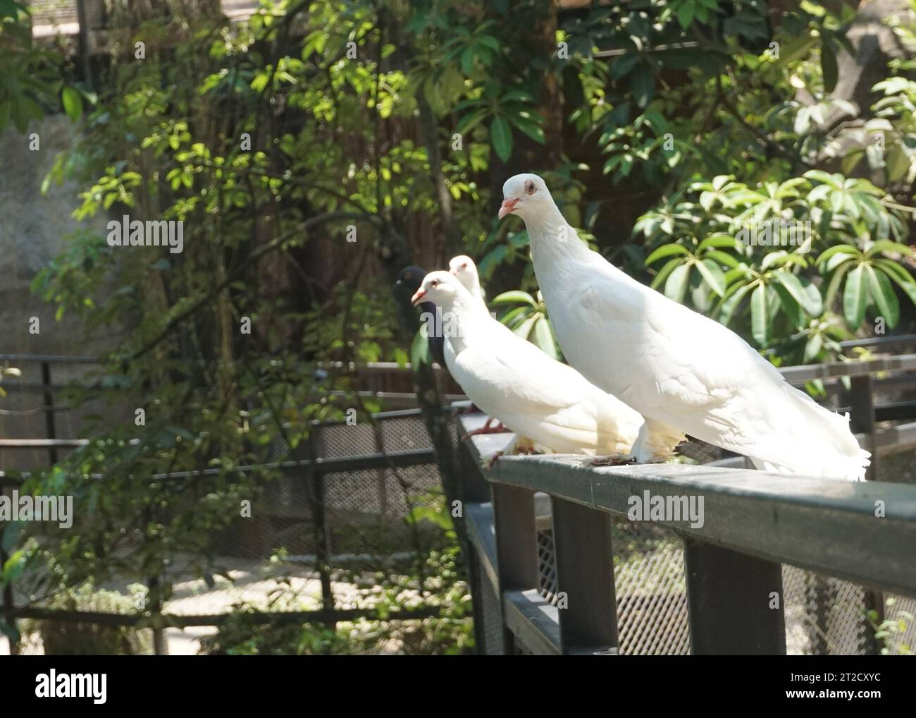 A beautiful white doves or columbidae standing on a fence in a large ...