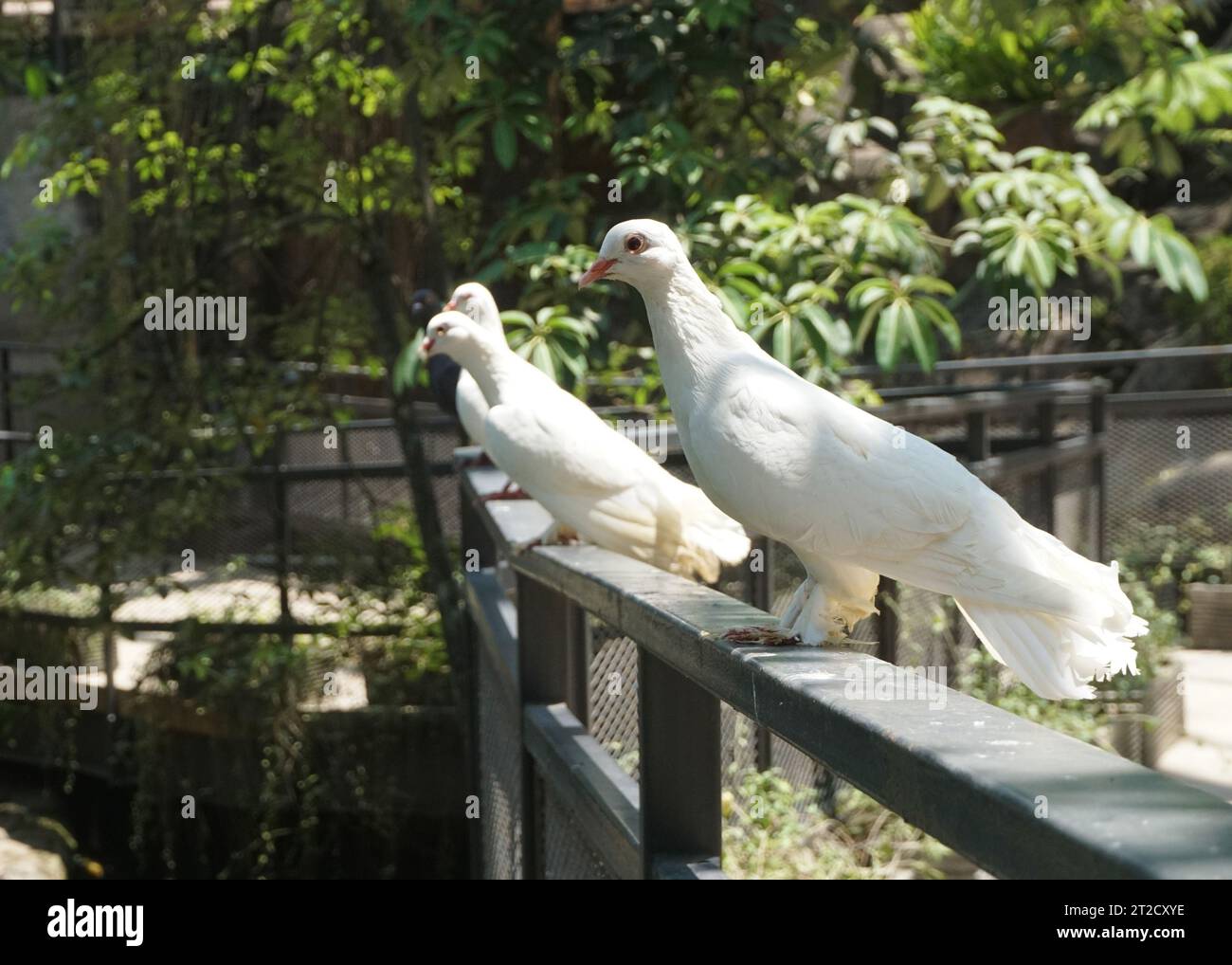 A beautiful white doves or columbidae standing on a fence in a large ...