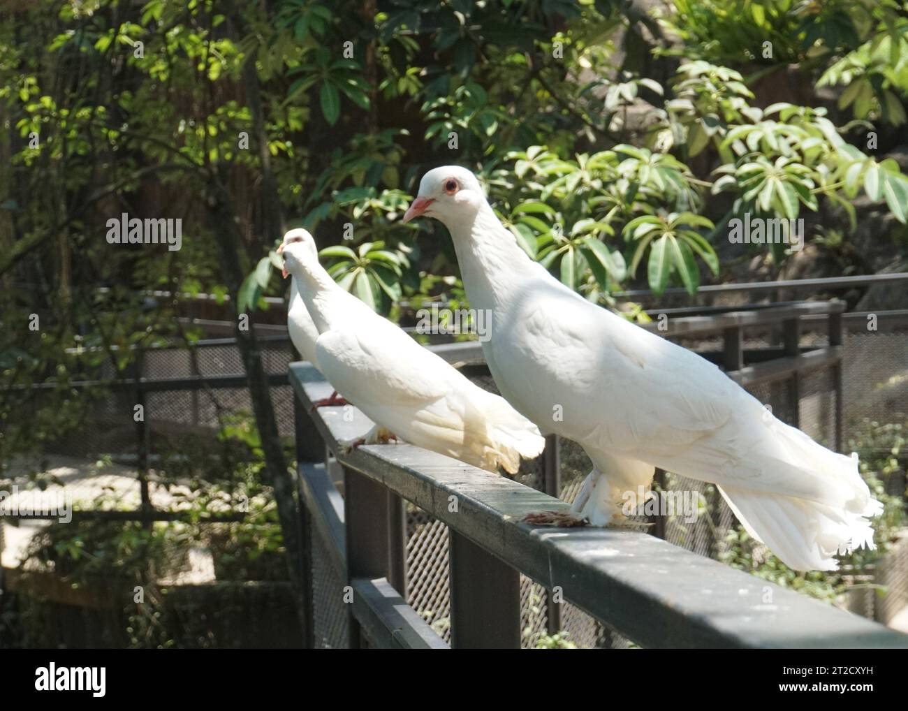 A beautiful white doves or columbidae standing on a fence in a large ...