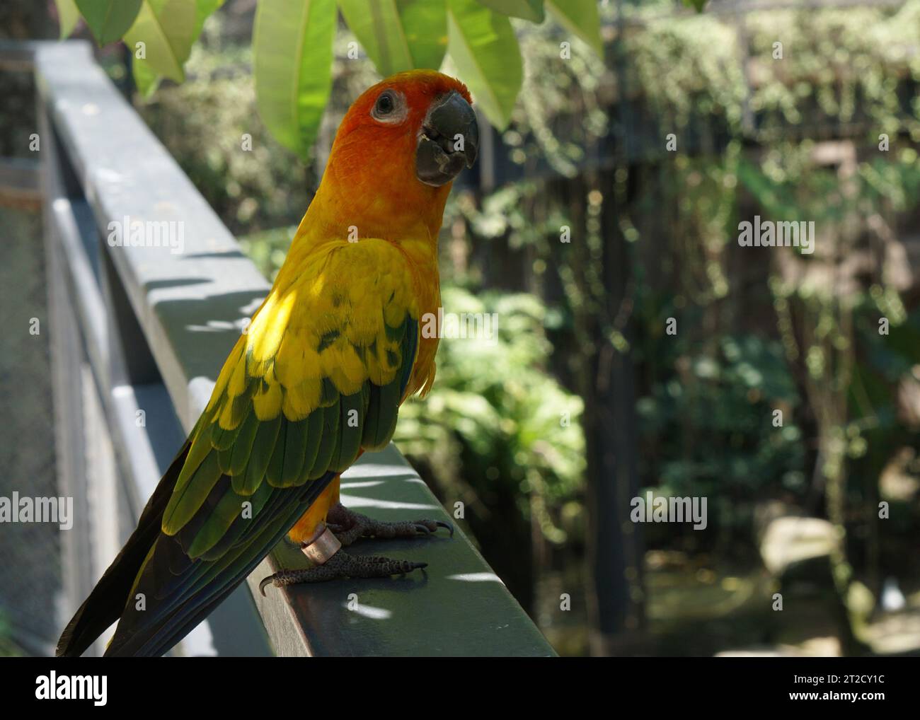 a yellow sun conure bird standing on a fence below tree shade, in large ...