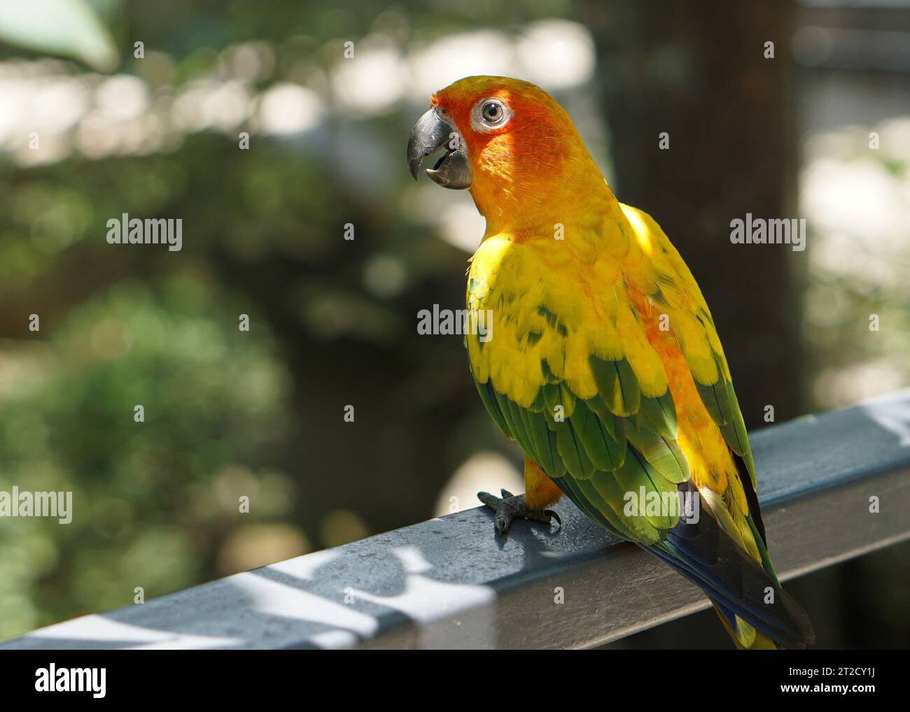 a yellow sun conure bird standing on a fence below tree shade, in large ...