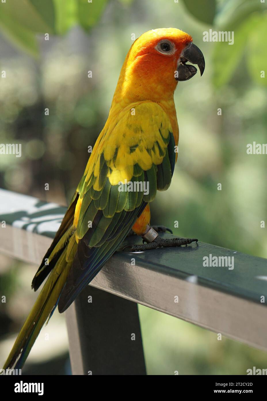 a yellow sun conure bird standing on a fence below tree shade, in large ...