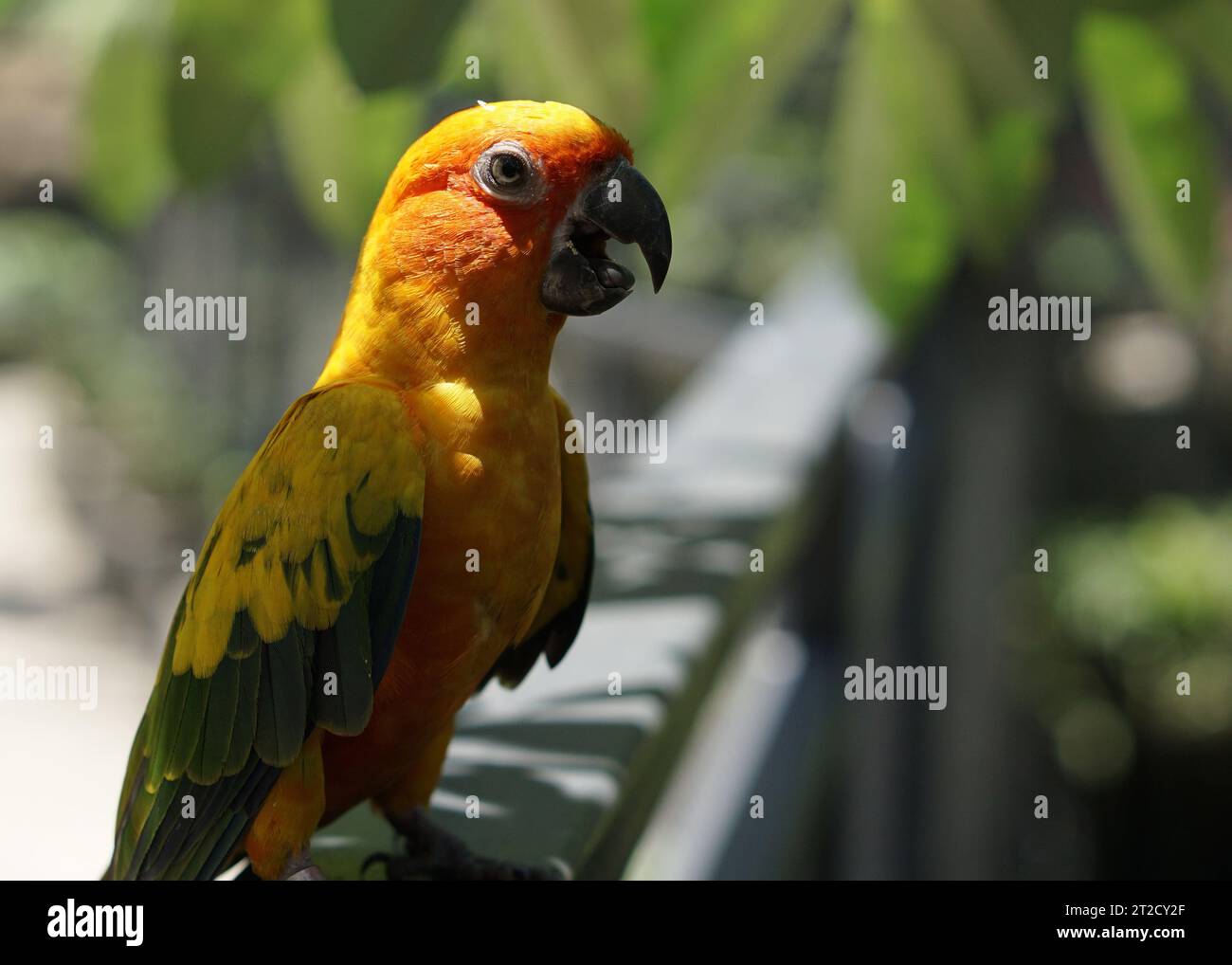 a yellow sun conure bird standing on a fence below tree shade, in large ...