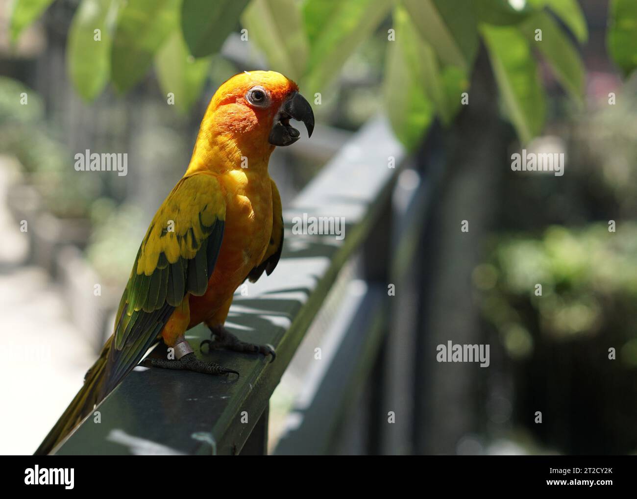 a yellow sun conure bird standing on a fence below tree shade, in large ...