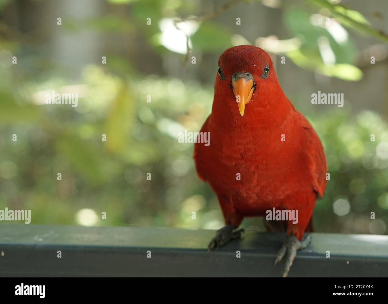 Red lory hi-res stock photography and images - Alamy