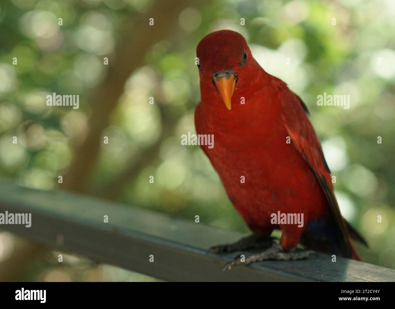 Red lory hi-res stock photography and images - Alamy