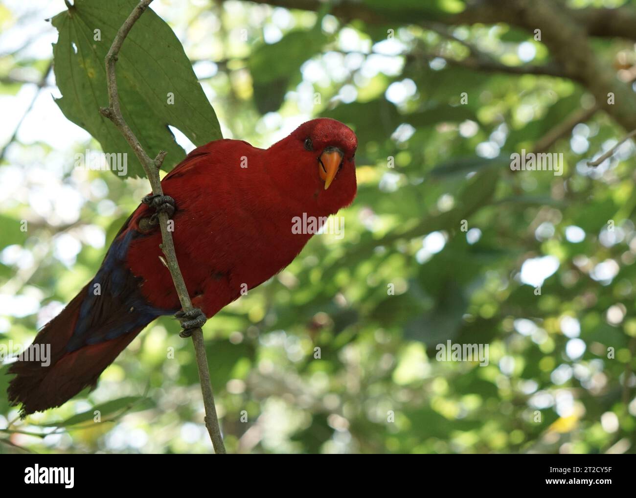 Aviary species hi-res stock photography and images - Alamy