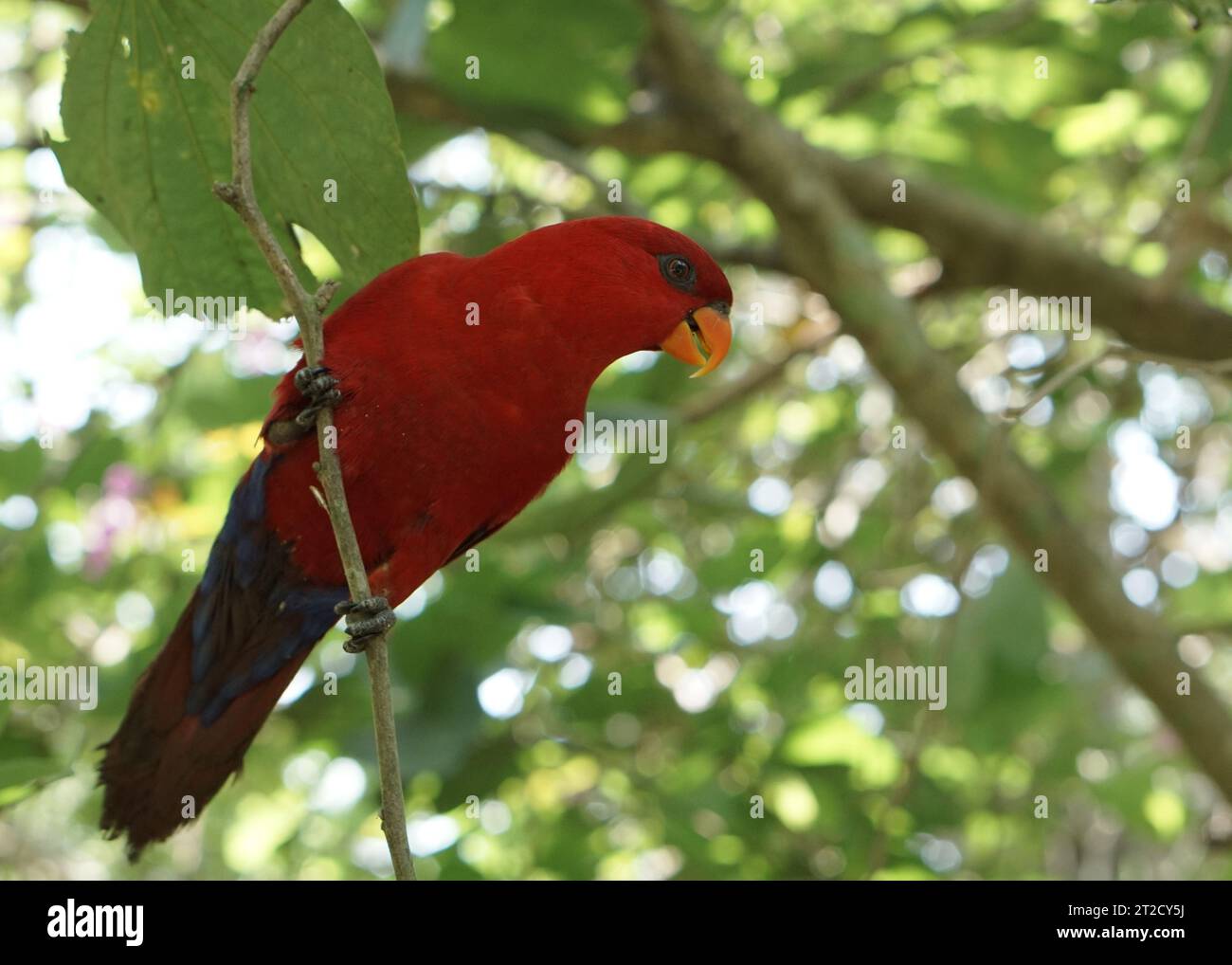 Aviary species hi-res stock photography and images - Alamy