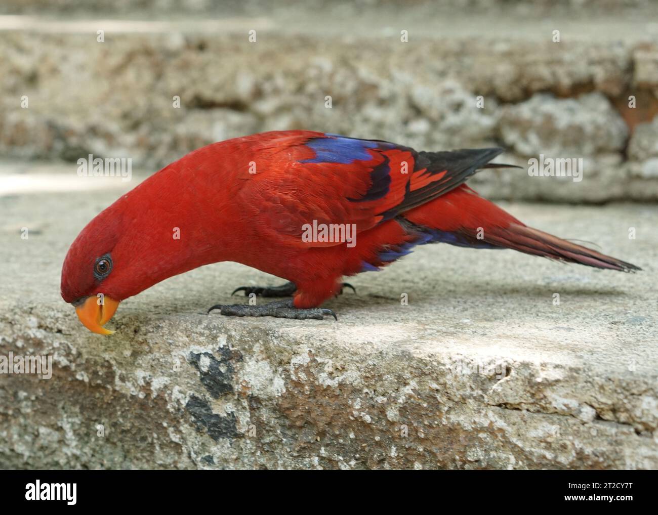 The red lory or Eos bornea searchin for food on the concrete in a large ...