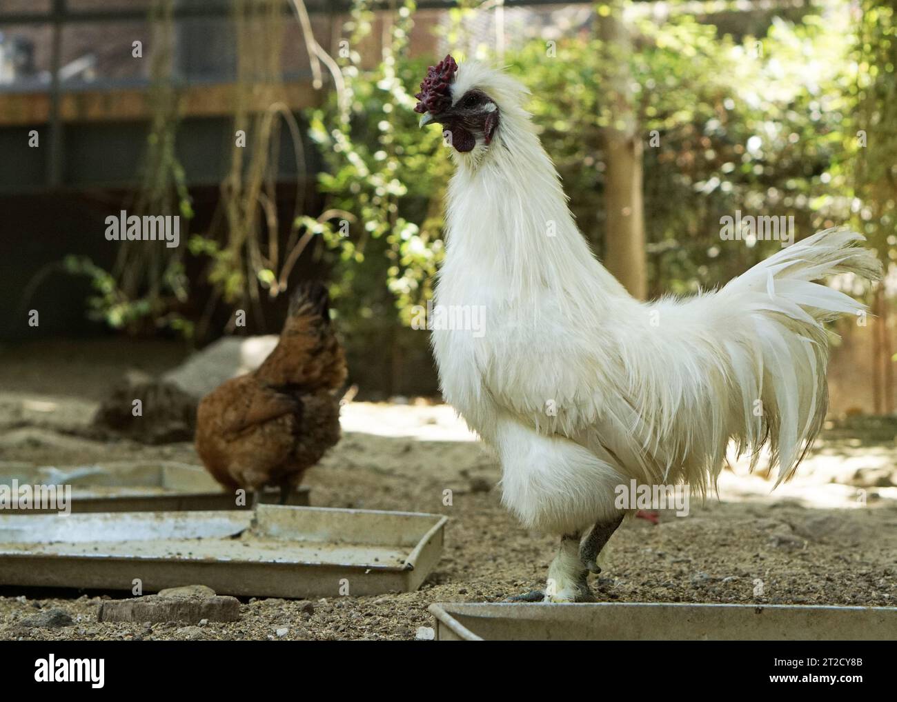 white furry chicken rooster or silkie and his hen walking on the farm ...