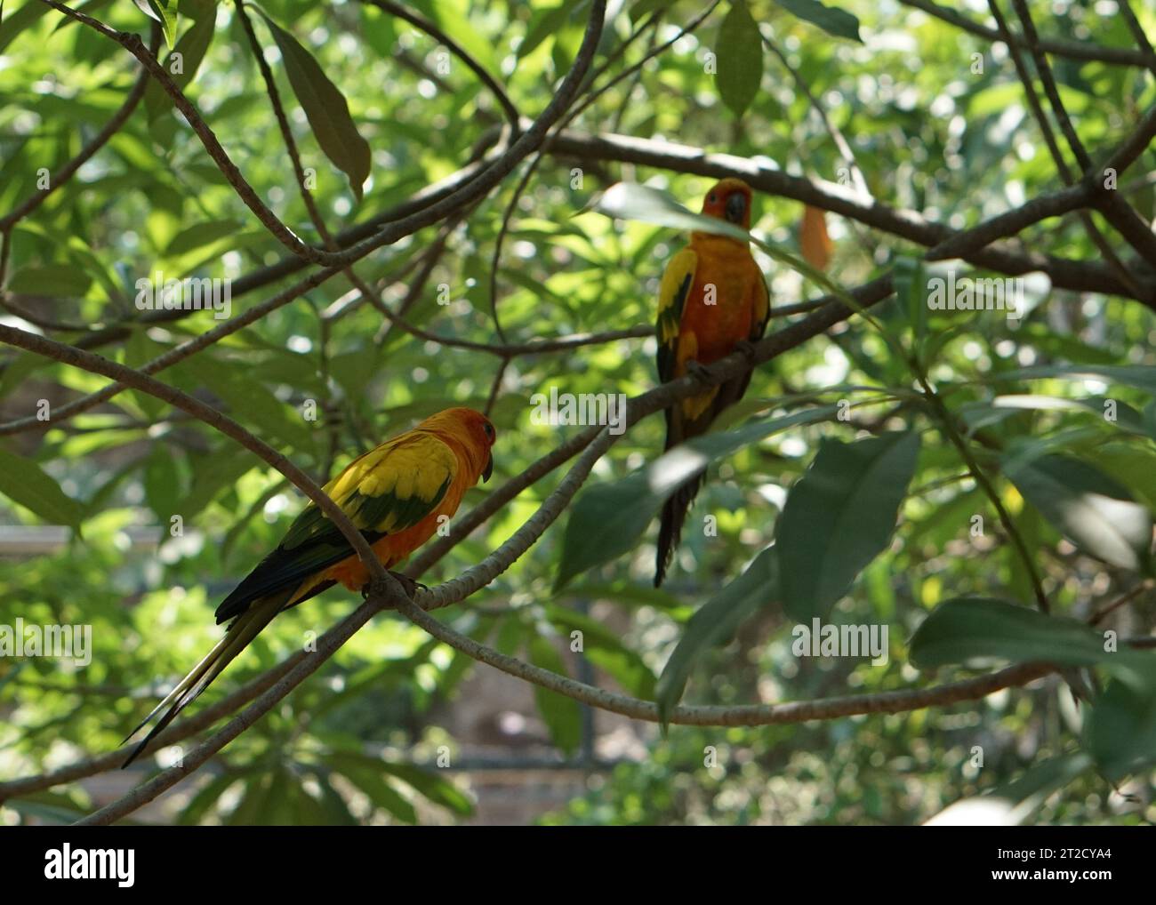 Two yellow sun conure bird perched on a tree branch, in large botanical ...