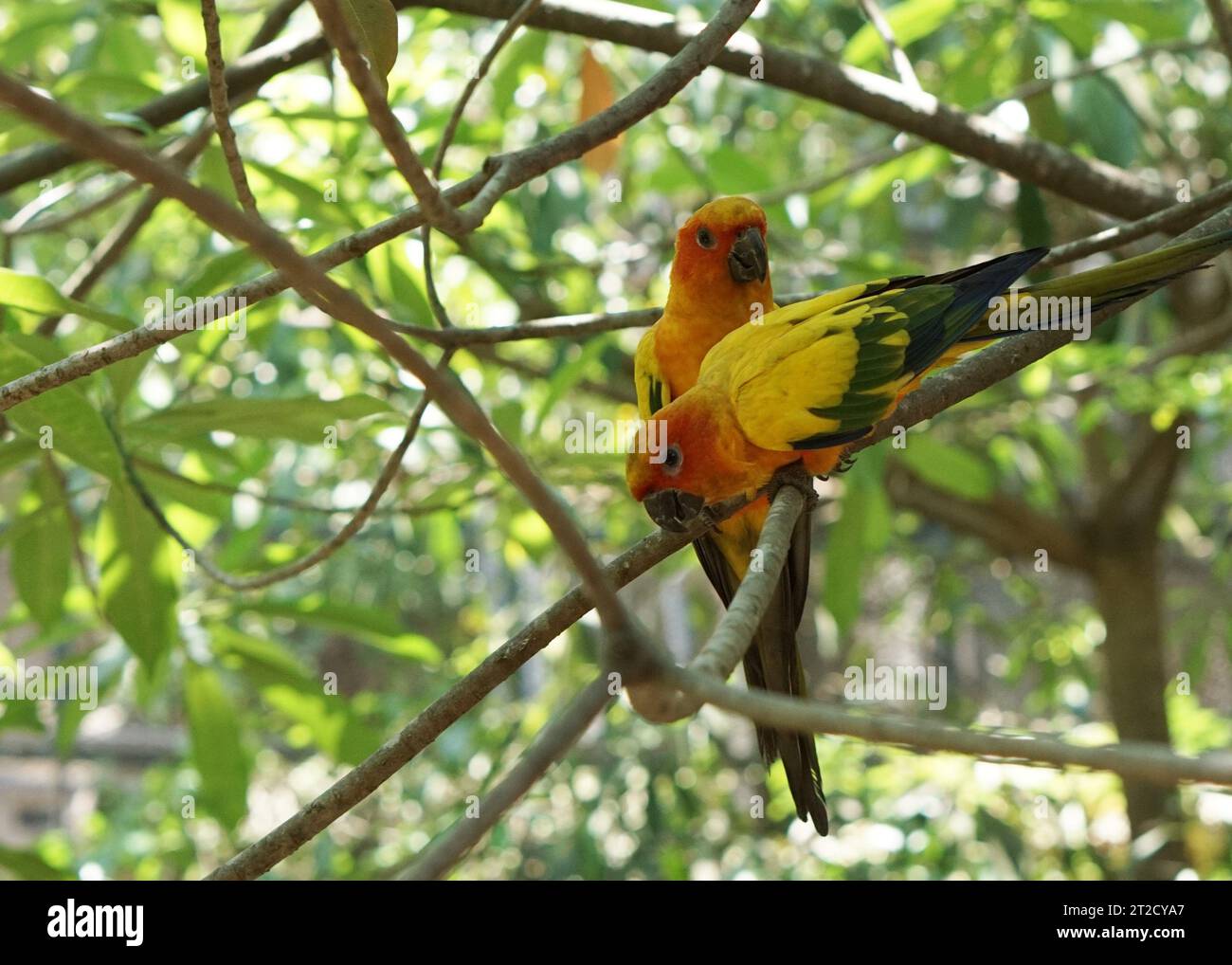 A lovely pair sun yellow conure bird perched on a tree branch, in large ...