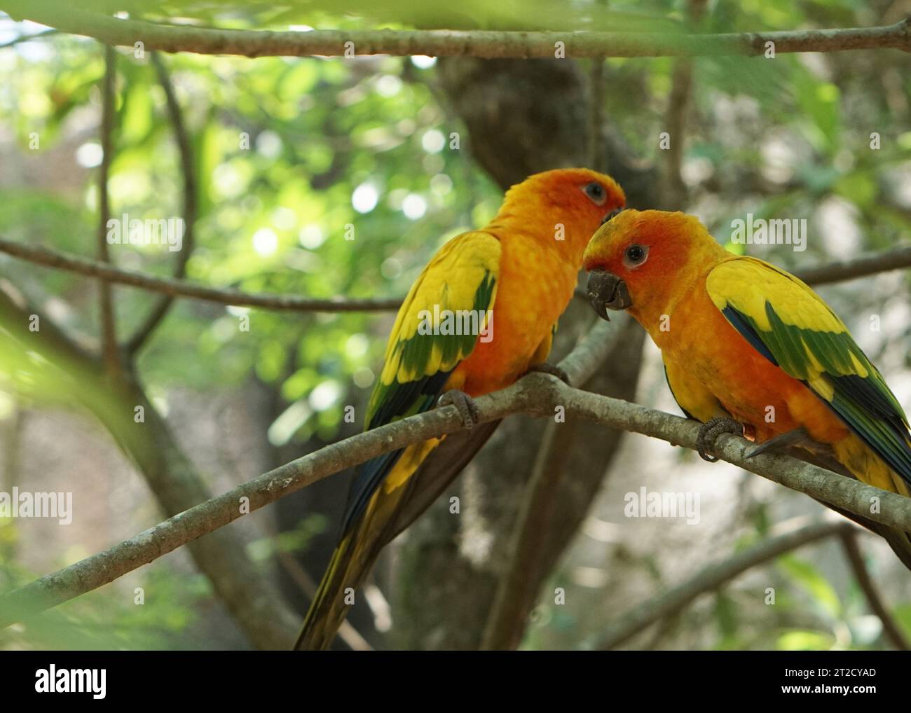 A lovely pair sun yellow conure bird perched on a tree branch, in large ...
