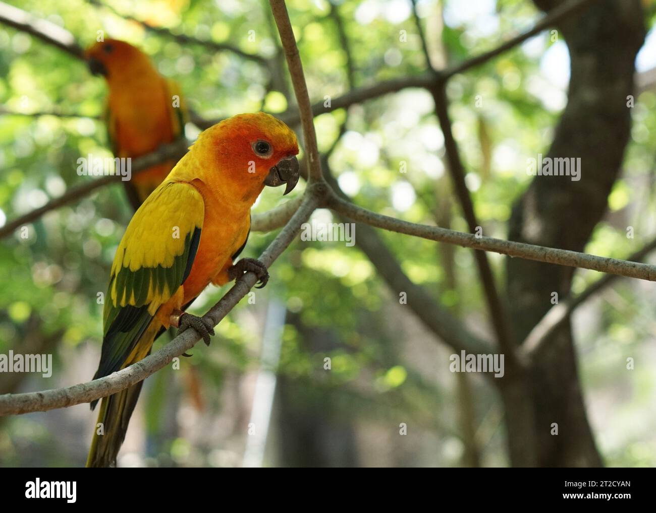 A lovely pair sun yellow conure bird perched on a tree branch, in large ...