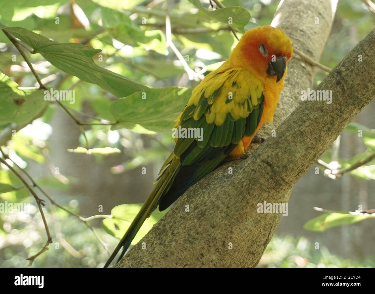 cute Yellow sun conure bird is sleeping on the tree branch inside large ...
