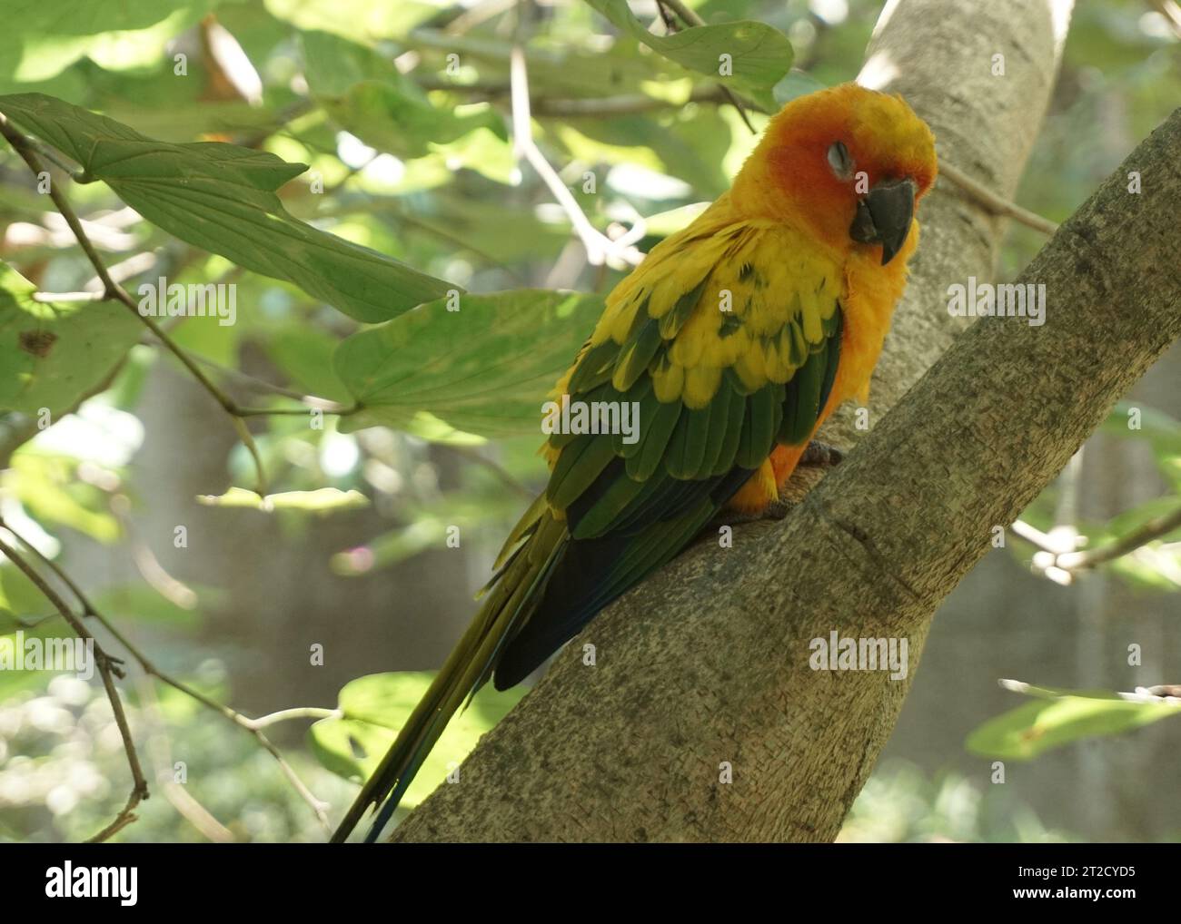 cute Yellow sun conure bird is sleeping on the tree branch inside large ...