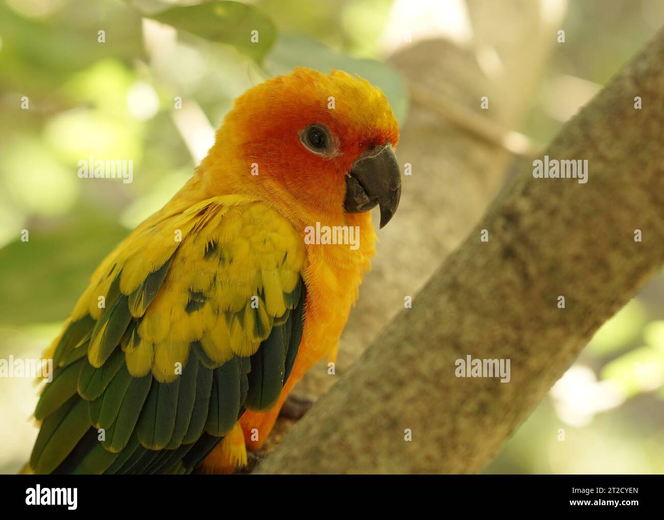 cute Yellow sun conure bird is sleeping on the tree branch inside large ...