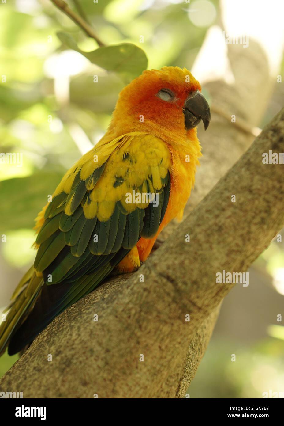 cute Yellow sun conure bird is sleeping on the tree branch inside large ...