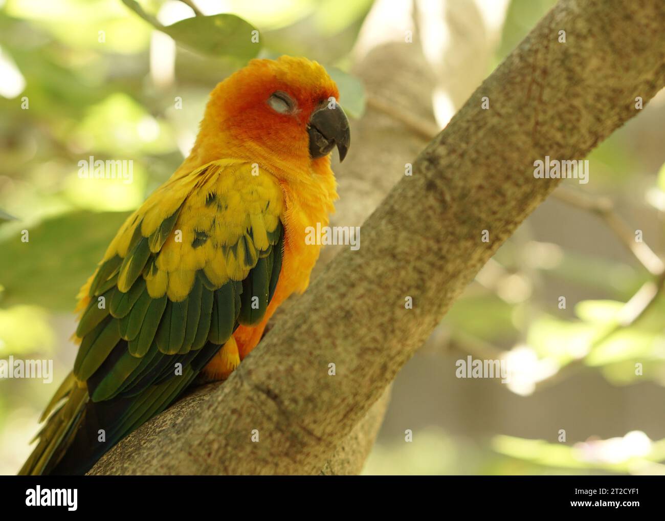 cute Yellow sun conure bird is sleeping on the tree branch inside large ...
