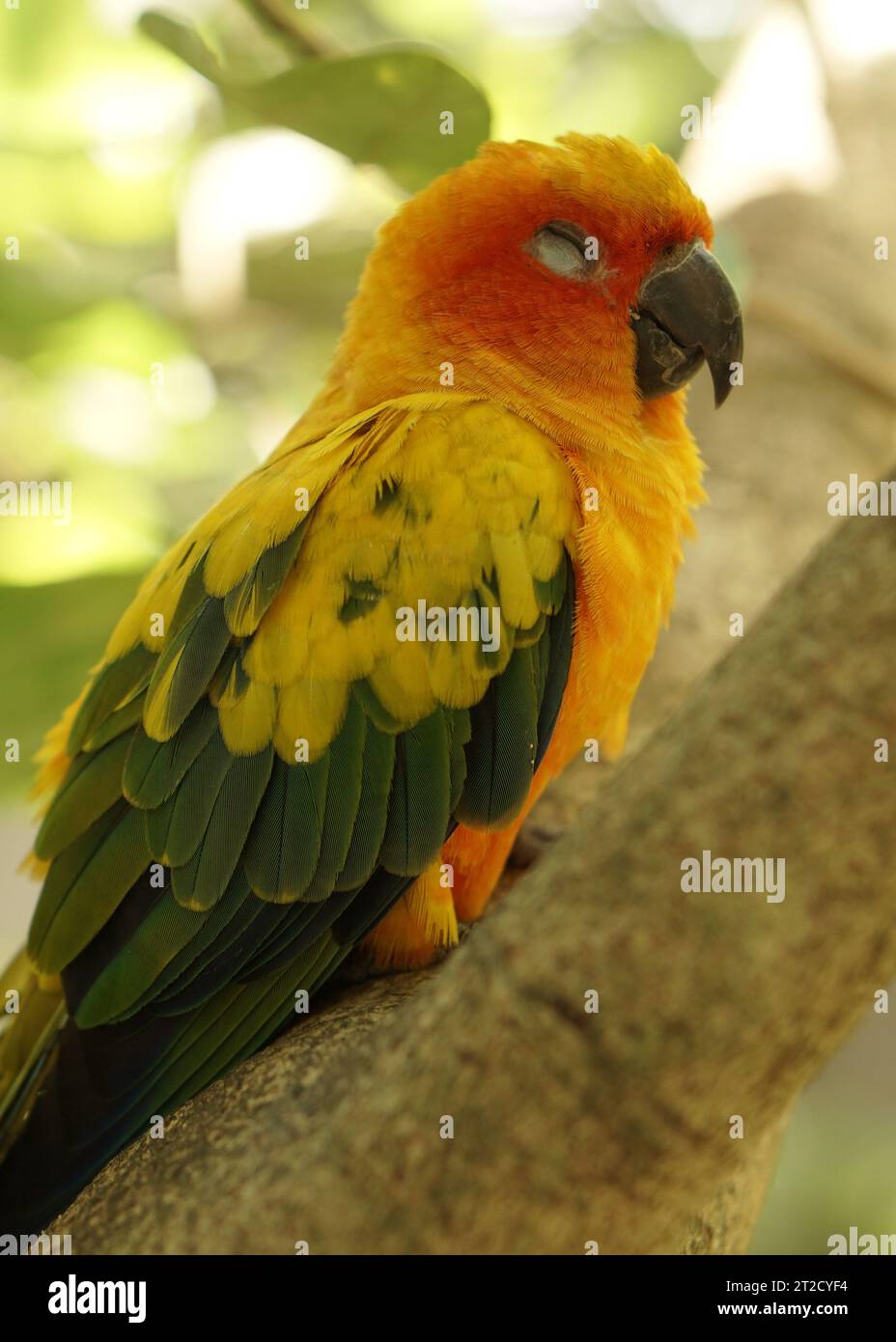 cute Yellow sun conure bird is sleeping on the tree branch inside large ...