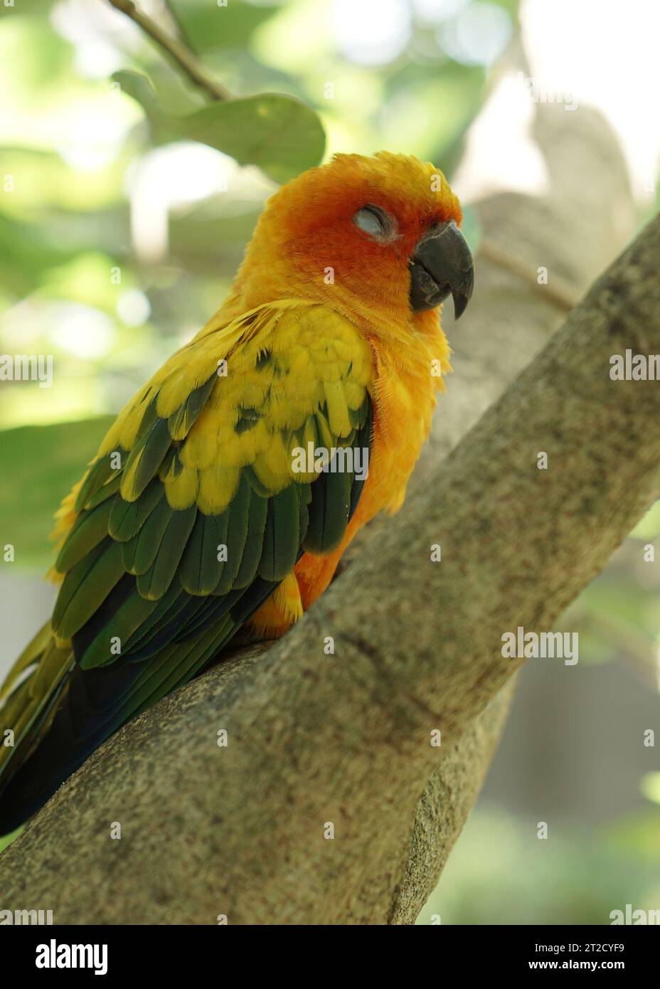 cute Yellow sun conure bird is sleeping on the tree branch inside large ...