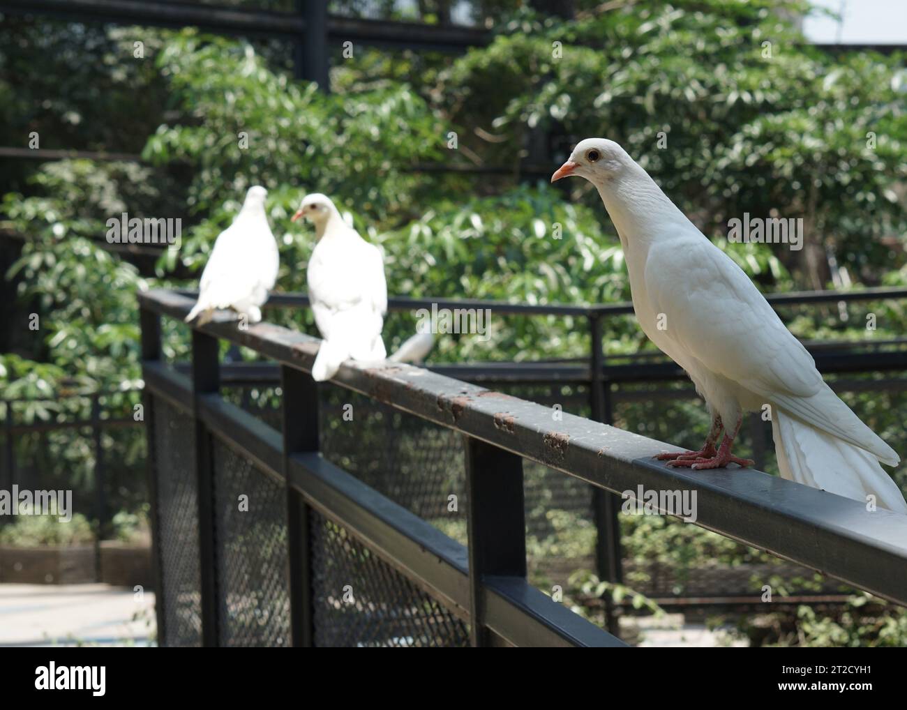 beautiful white doves standing on a fence in a large botanical garden ...