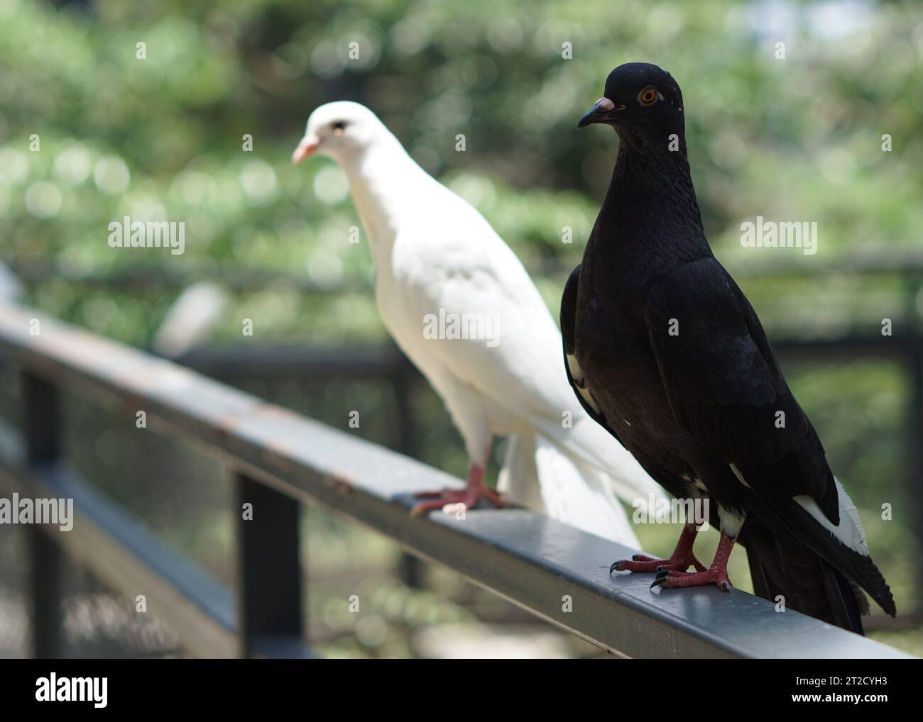 beautiful white and black doves standing on a fence in a large ...