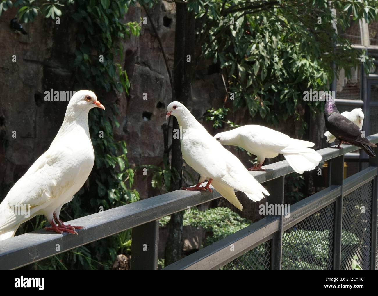 Inside bird zoo freedom hi-res stock photography and images - Alamy