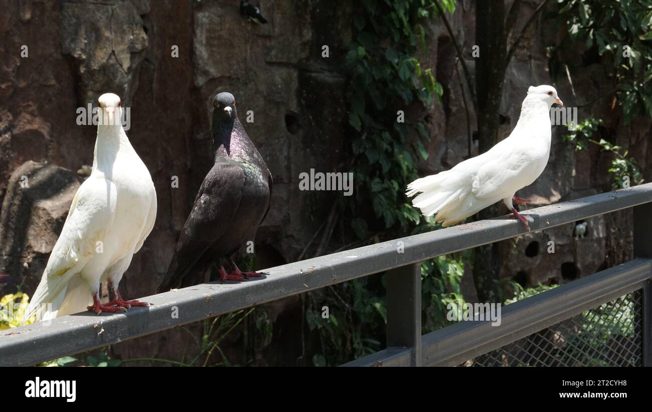 beautiful white and black doves standing on a fence in a large ...