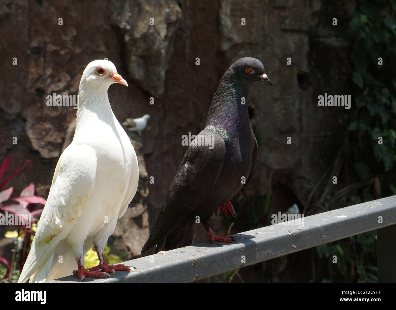 beautiful white and black doves standing on a fence in a large ...