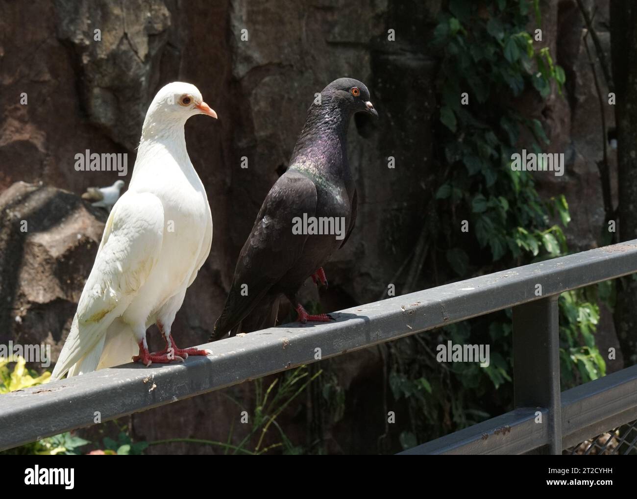 beautiful white doves standing on a fence in a large botanical garden ...