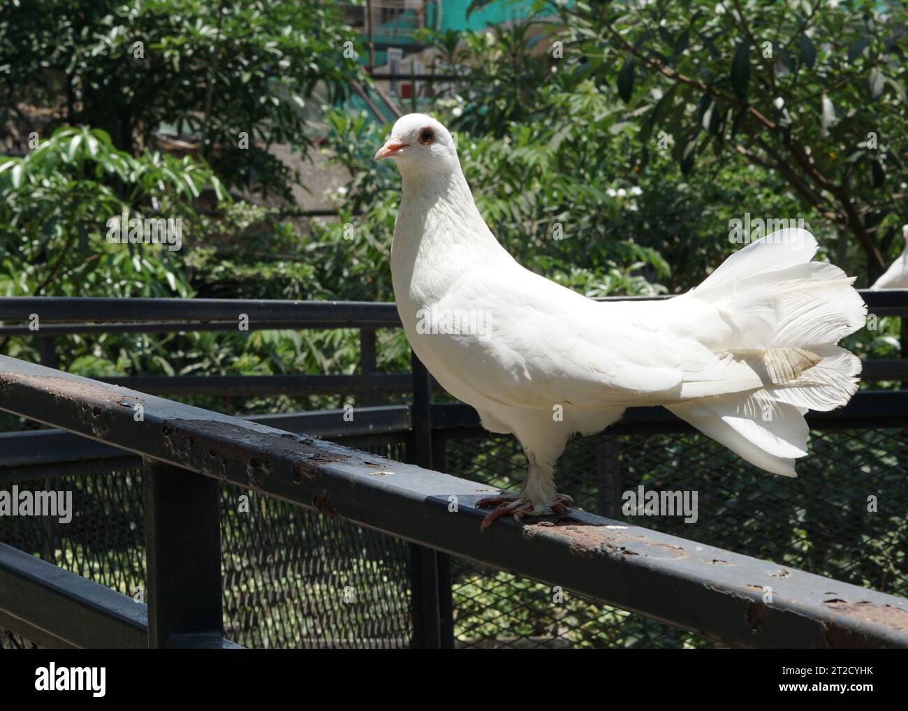 Beautiful white dove in flight hi-res stock photography and images - Alamy