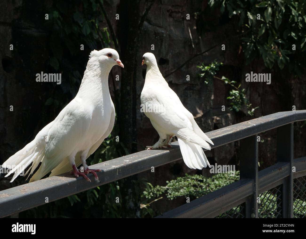 beautiful white doves standing on a fence in a large botanical garden ...