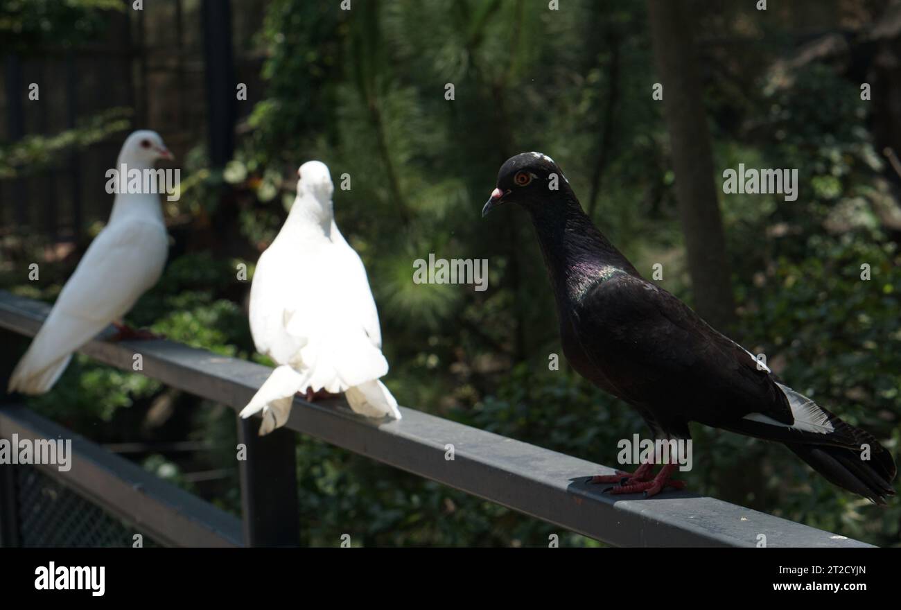 beautiful white doves standing on a fence in a large botanical garden ...