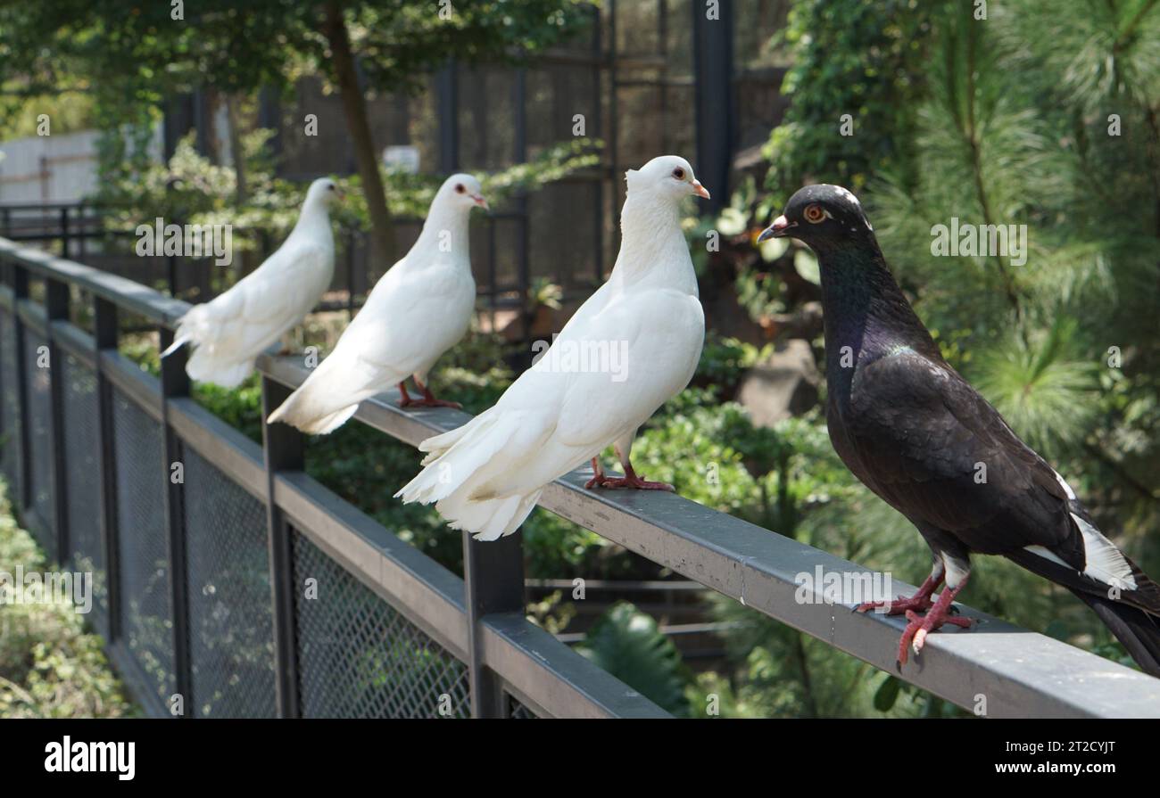 beautiful white doves and black one standing on a fence in a large botanical garden inside the ...