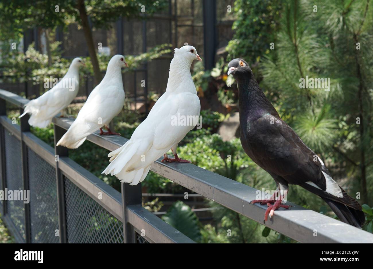 beautiful white doves and black one standing on a fence in a large ...