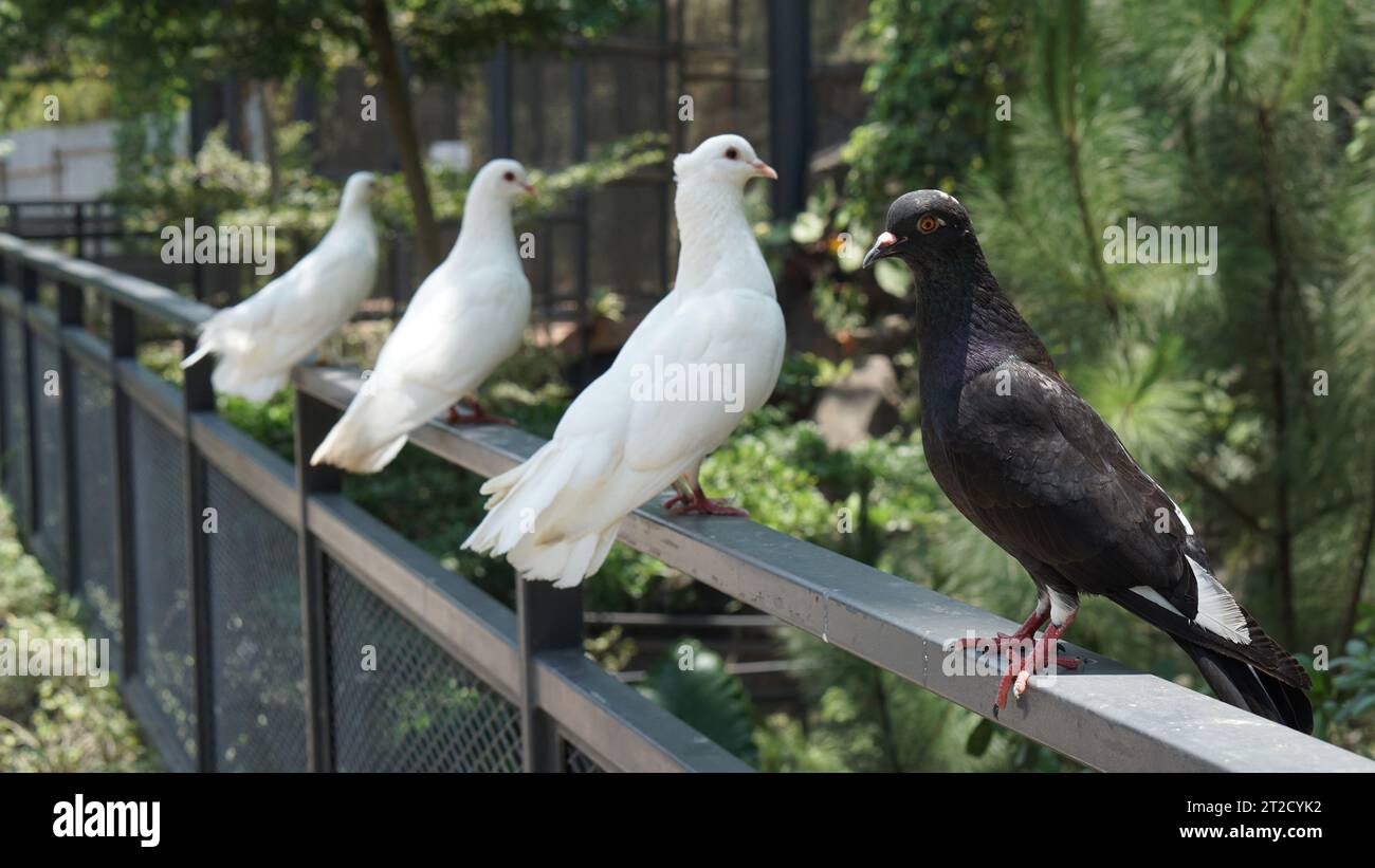 Inside bird zoo freedom hi-res stock photography and images - Alamy