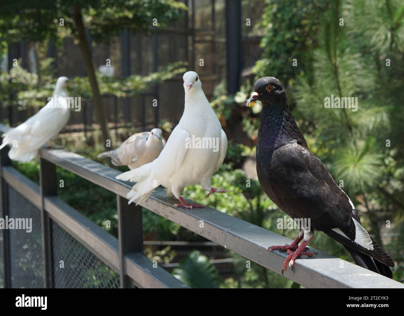 beautiful white doves and black one standing on a fence in a large ...