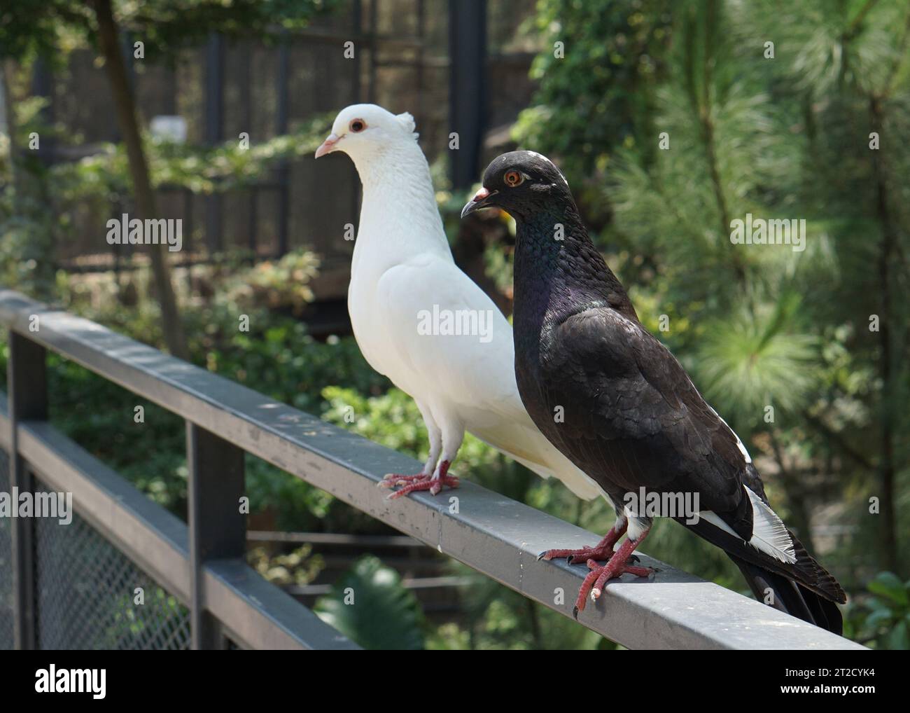 Inside bird zoo freedom hi-res stock photography and images - Alamy
