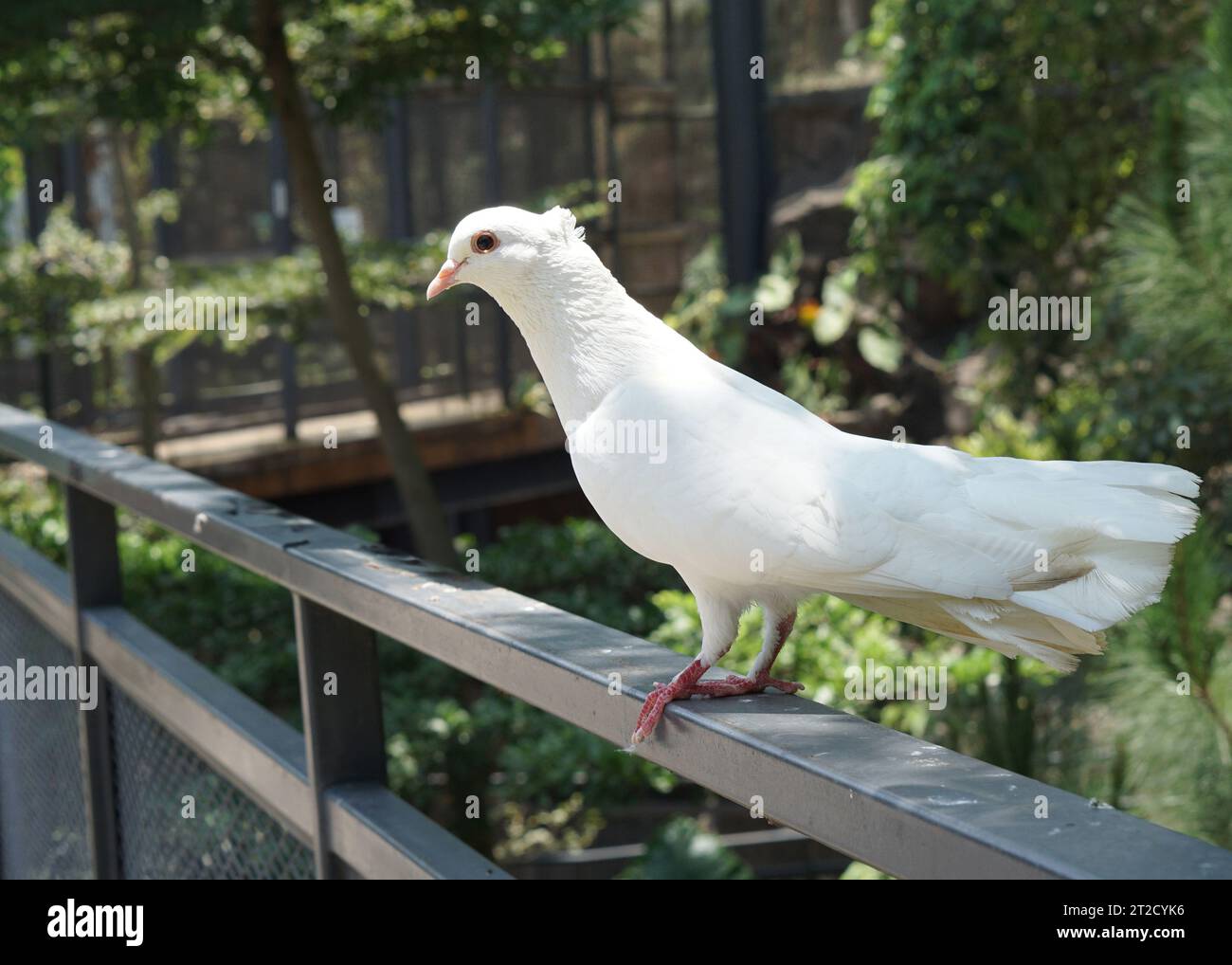 beautiful white doves standing on a fence in a large botanical garden ...