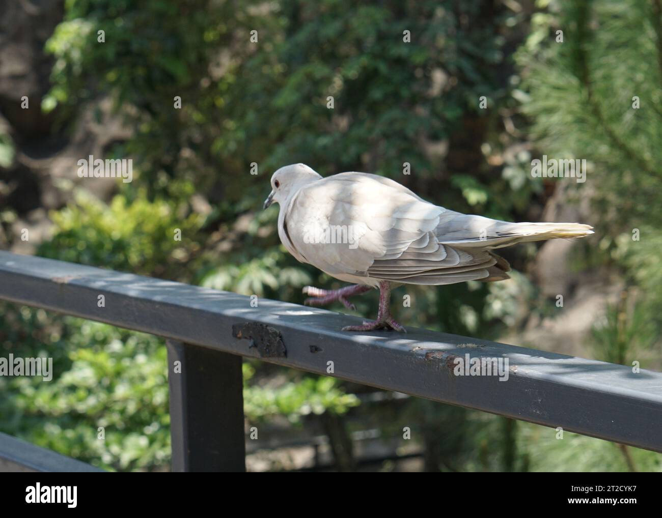 beautiful striped doves standing on a fence in a large botanical garden ...