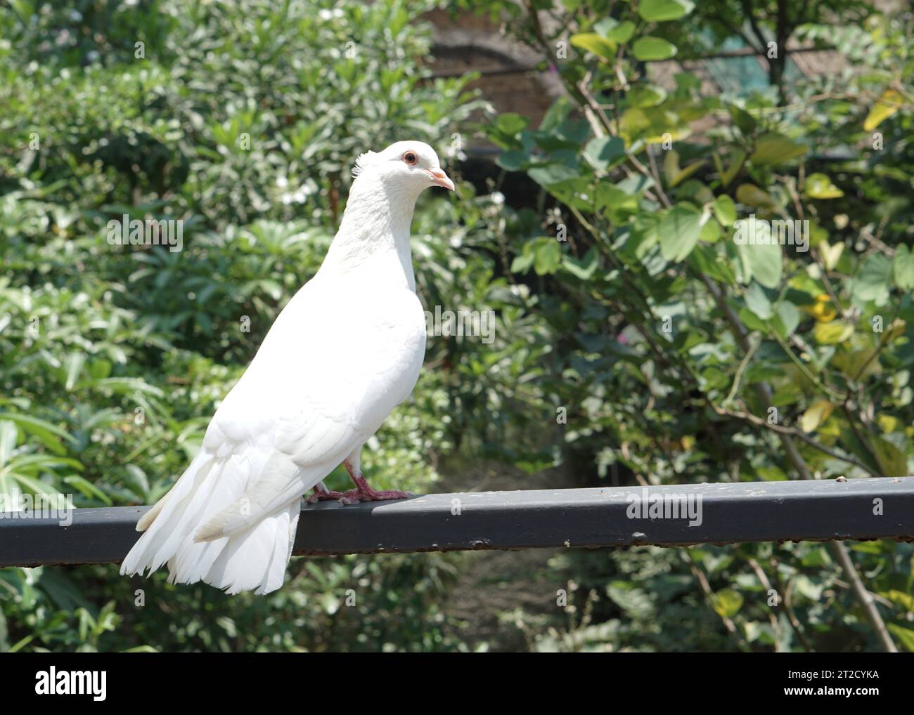 beautiful white doves standing on a fence in a large botanical garden ...