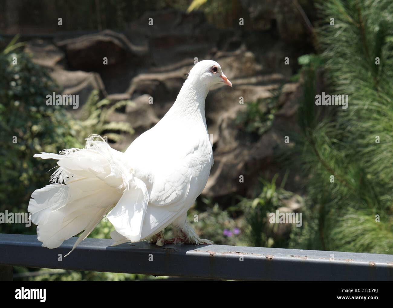 beautiful white doves standing on a fence in a large botanical garden ...