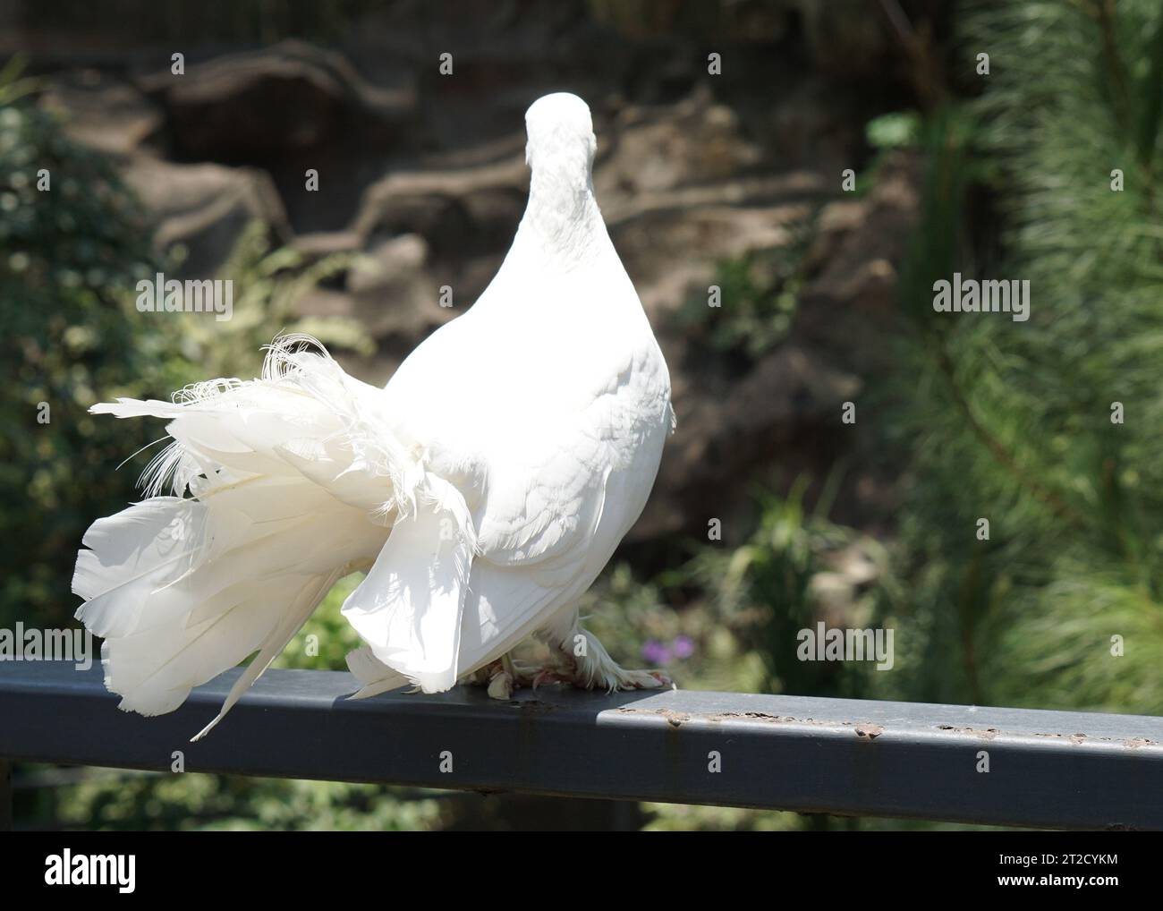 beautiful white doves standing on a fence in a large botanical garden ...