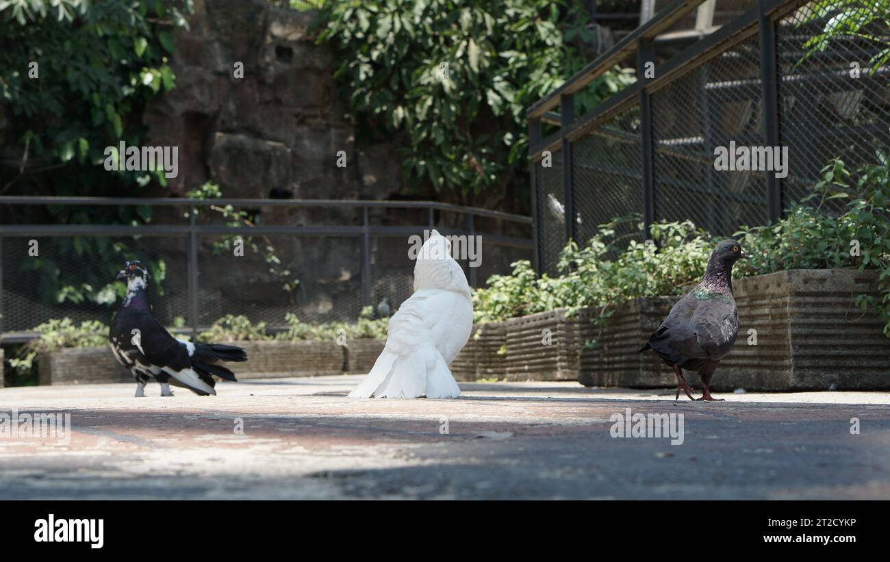 beautiful white and black doves walking in a large botanical garden ...