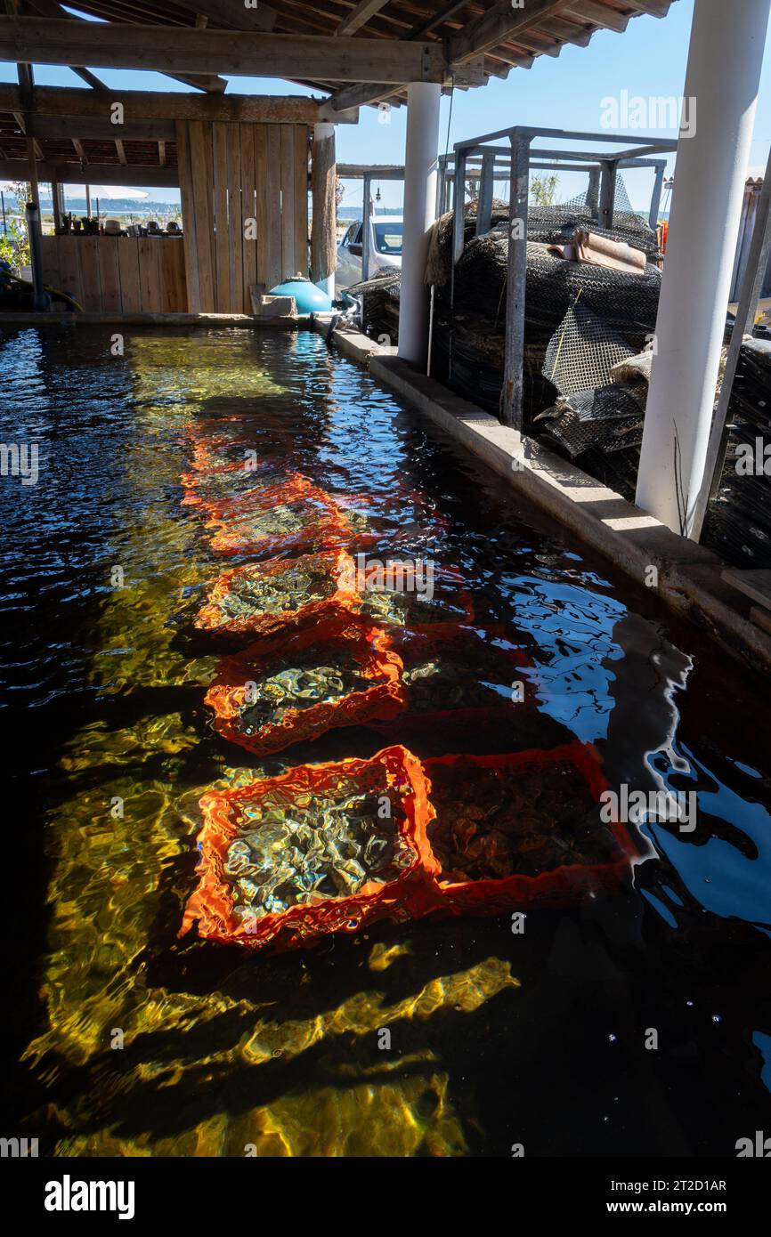 Boxes of live oysters under glistening flowing seawater at farm in ...