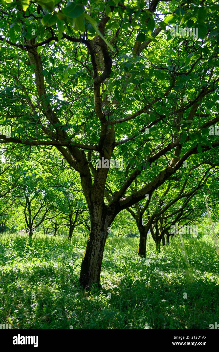 Walnuts pdo grenoble hi-res stock photography and images - Alamy