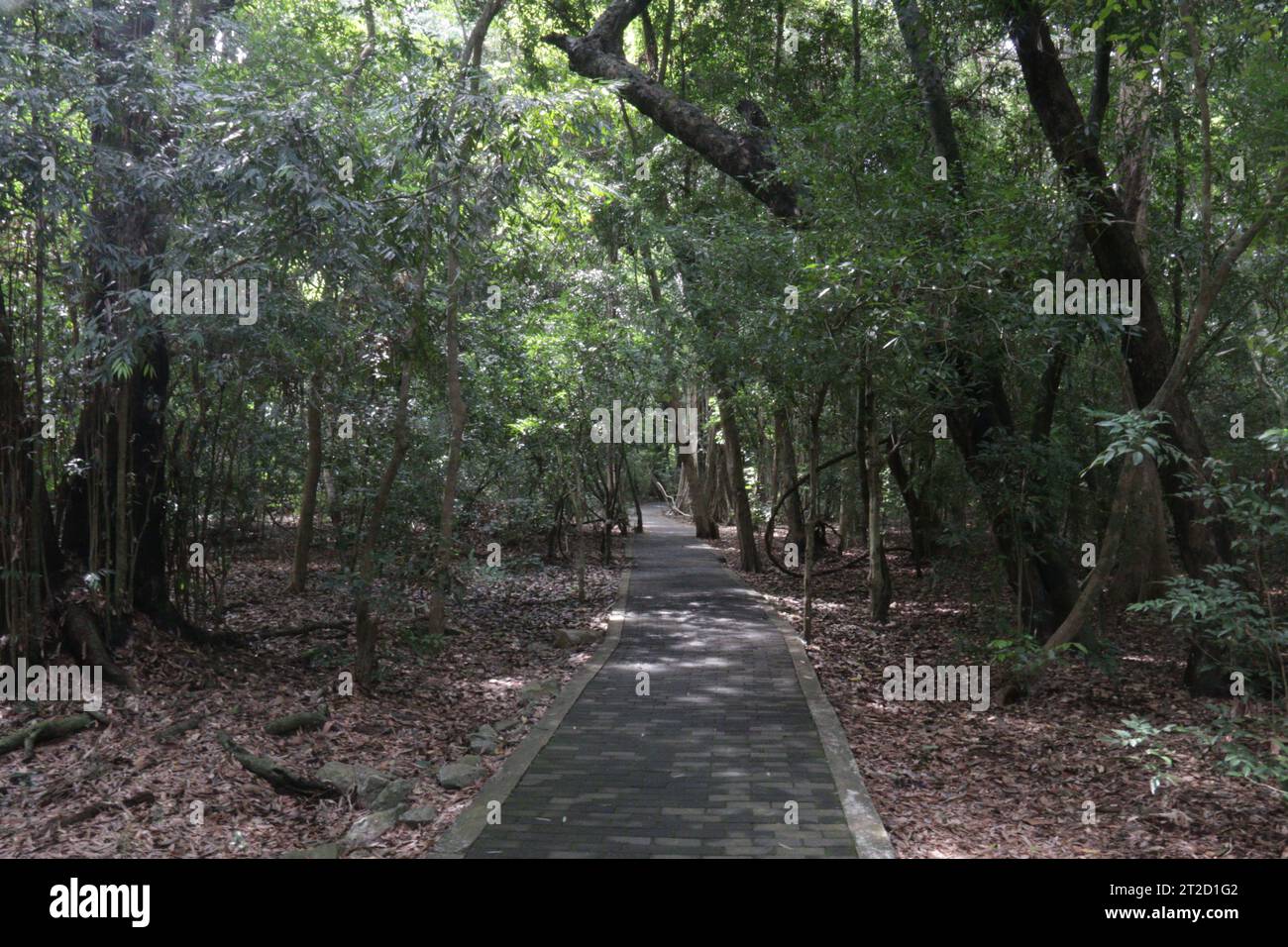Jathika Namal Uyana, Dambulla, Visit Sri Lanka Stock Photo - Alamy