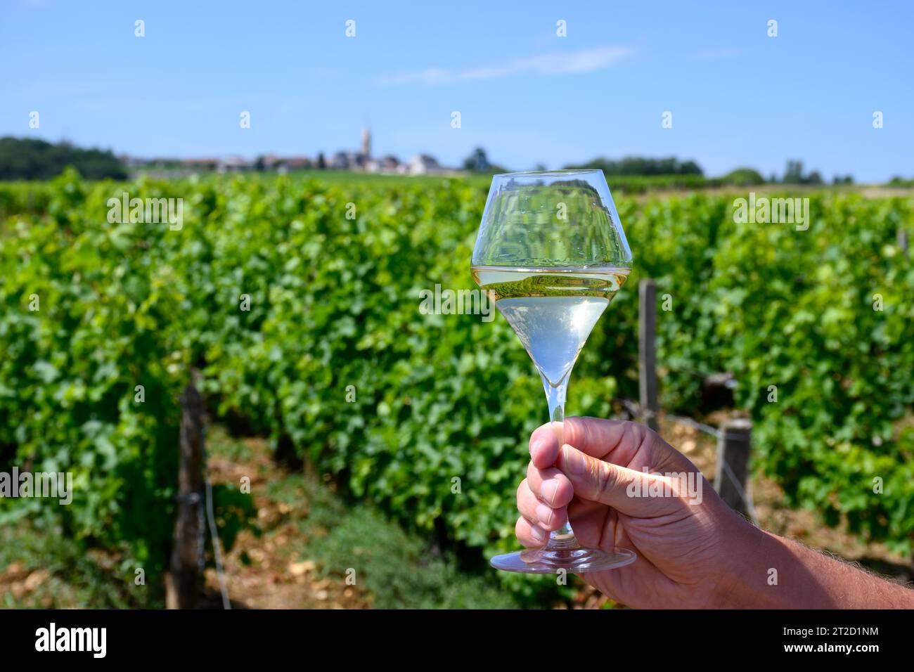Glass of white wine from vineyards of Pouilly-Fume appelation, near ...