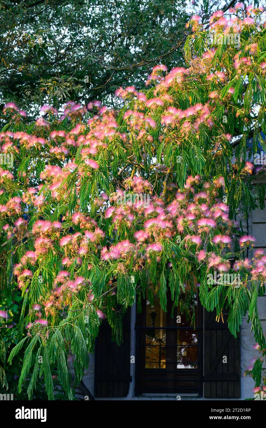 Pink blossom of Persian silk trees Albizia julibrissin in summer Stock ...